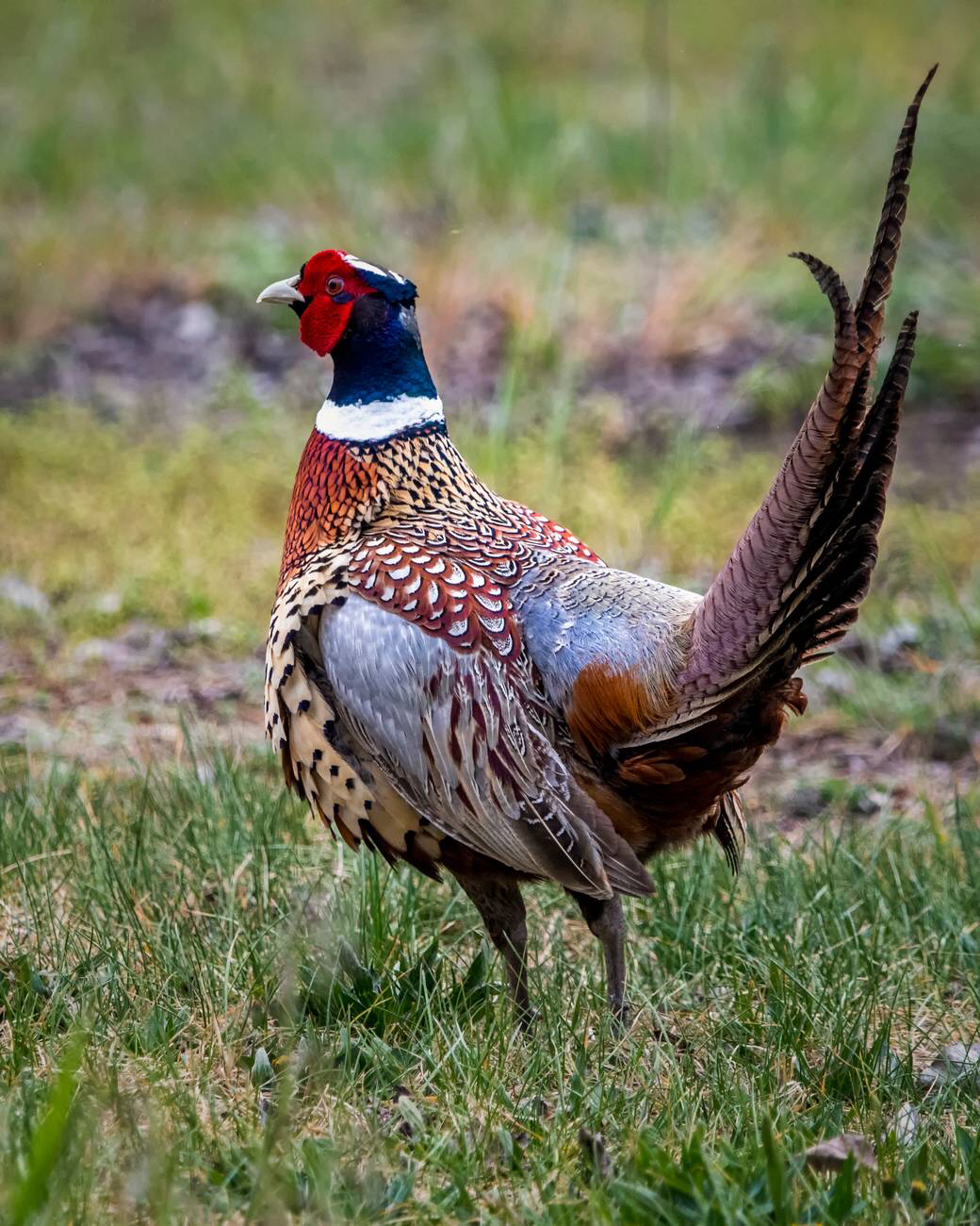 PhEaSaNt SeAsOn – DrAiLs WoRld